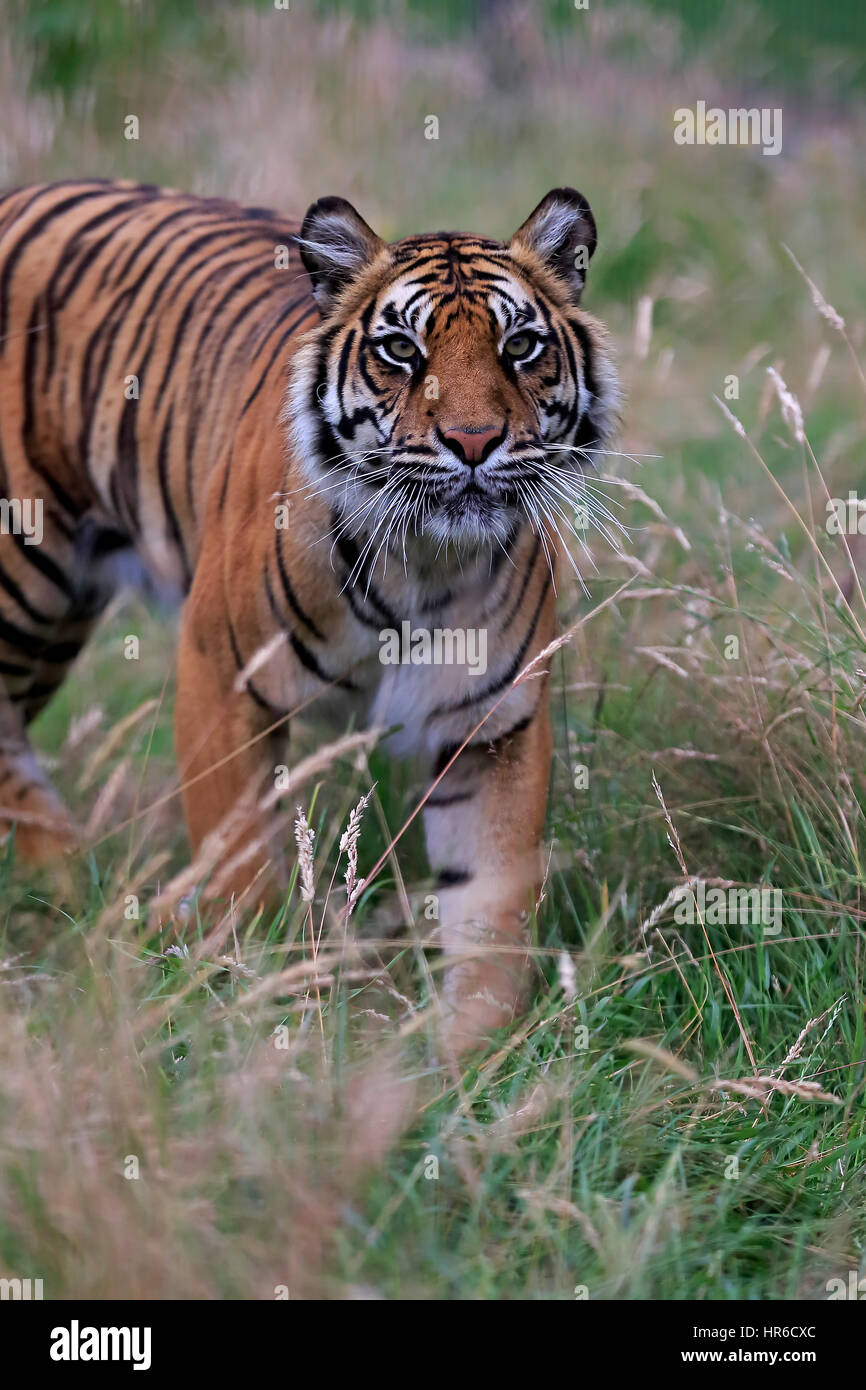 Siberian Tiger, (Panthera tigris altaica), adult stalking, Asia Stock Photo - Alamy