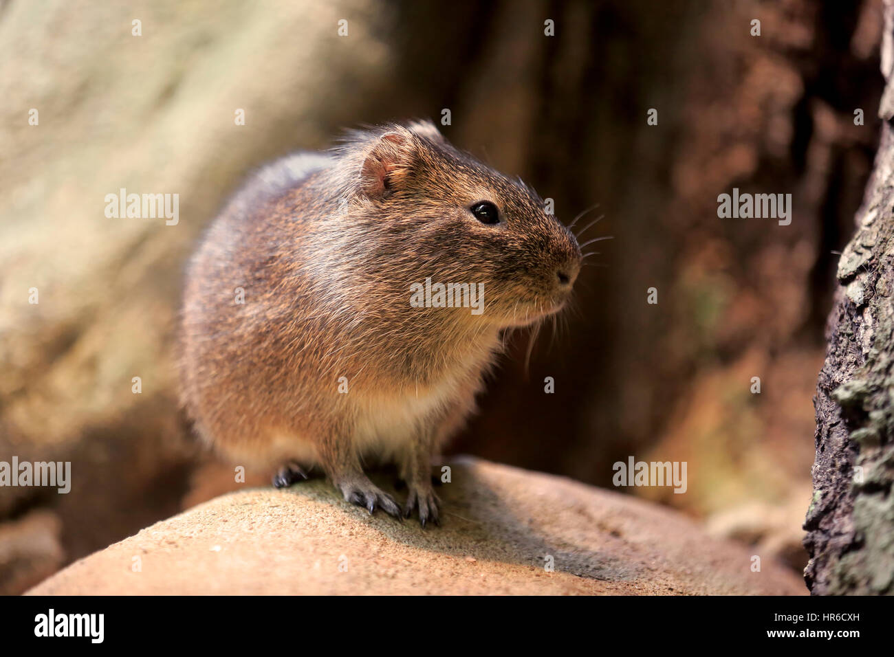 Greater guinea pig, (Cavia magna), adult, South America Stock Photo - Alamy