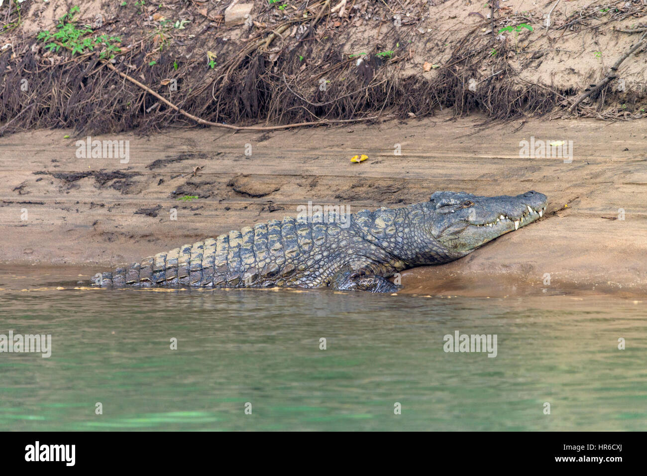 A large Nile crocodile Crocodylus niloticus lies on a sandbank on the ...