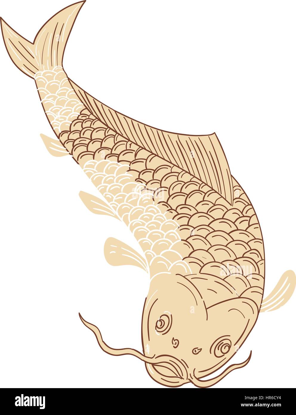 Drawing sketch style illustration of a trout fish diving down viewed ...