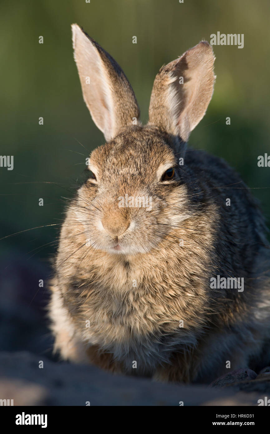 White-tailed jackrabbit (Lepus townsendii) sits in sunshine, at Benton ...