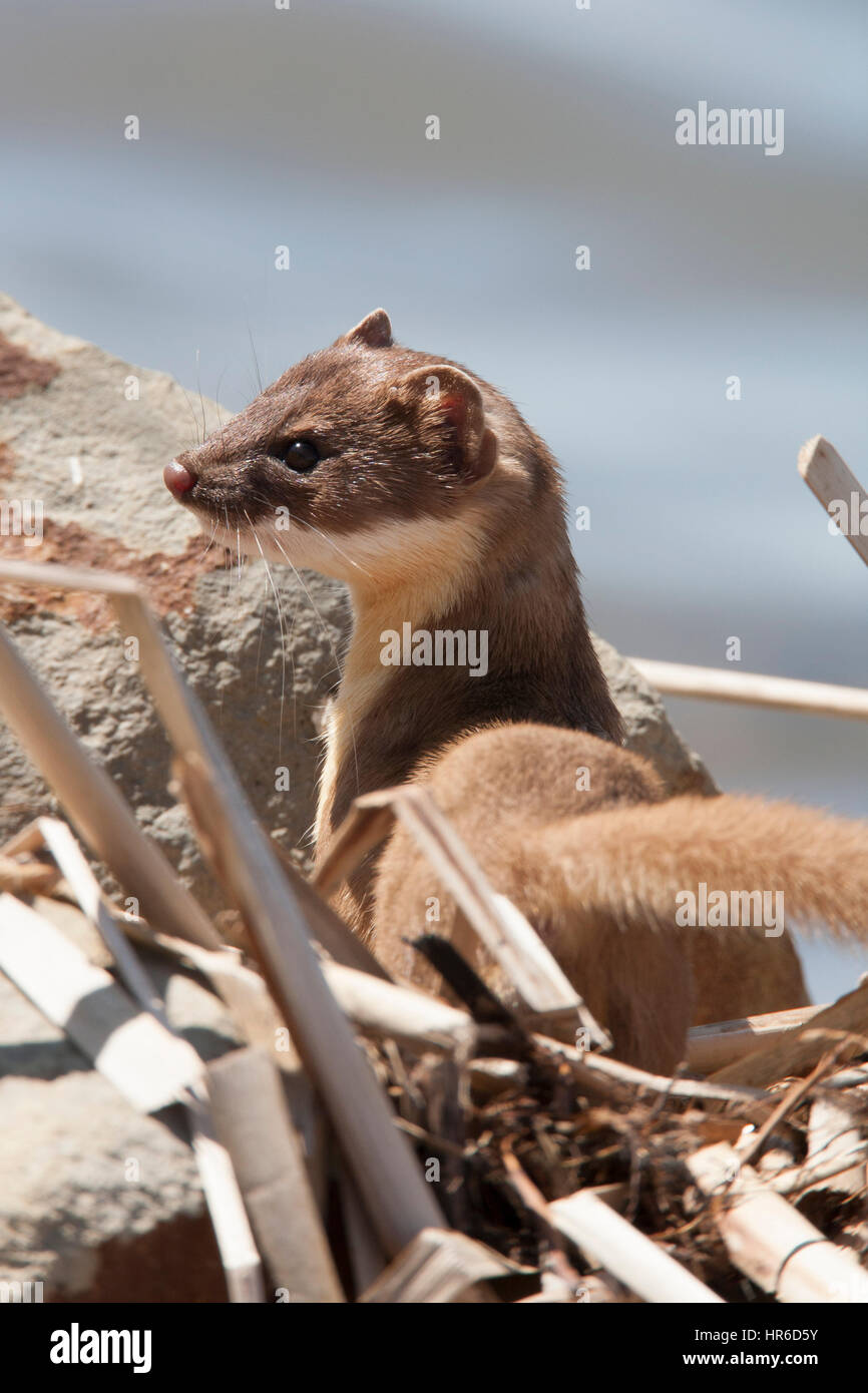Long-tailed Weasel (Mustela frenata) hunts at Benton Lake NWR, MT Stock ...