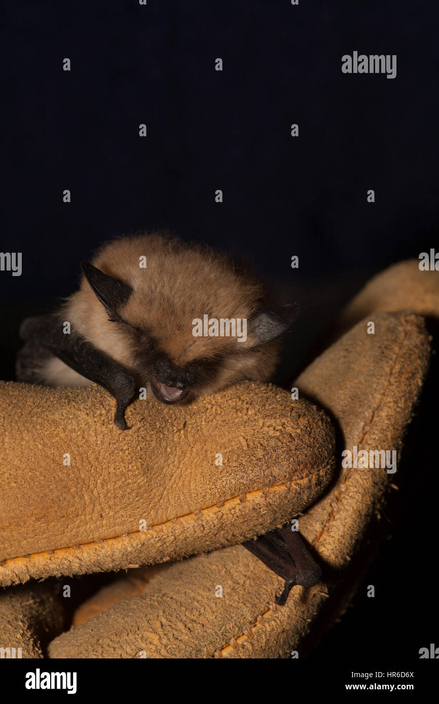 A western small-footed myotis (Myotis ciliolabrum) bat shows some teeth ...