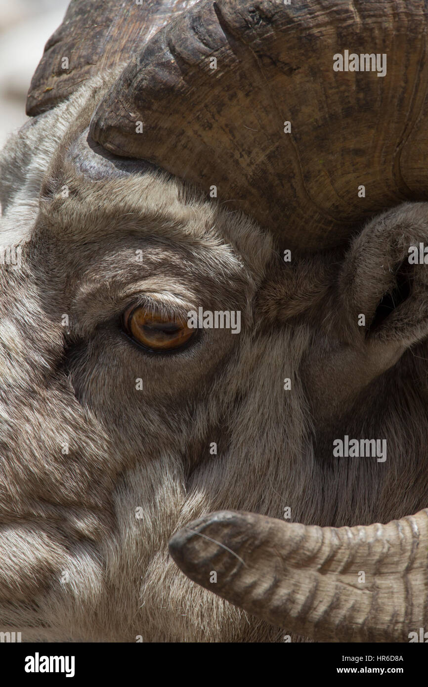 Eye and horn close-up of a bighorn (Ovis canadensis) ram in the Teton ...