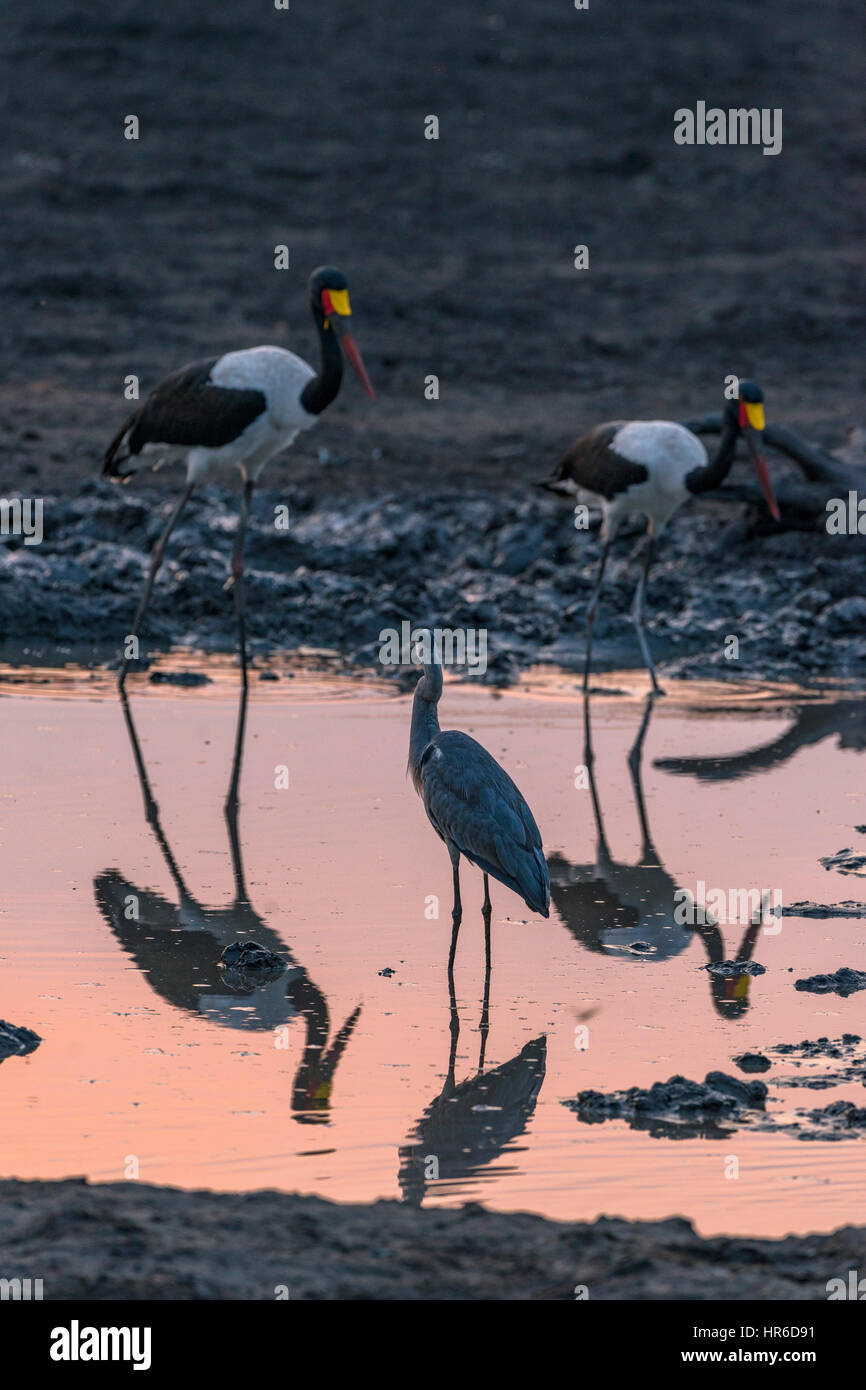 A pair of Saddle Billed storks hunt in a pool of water Stock Photo - Alamy