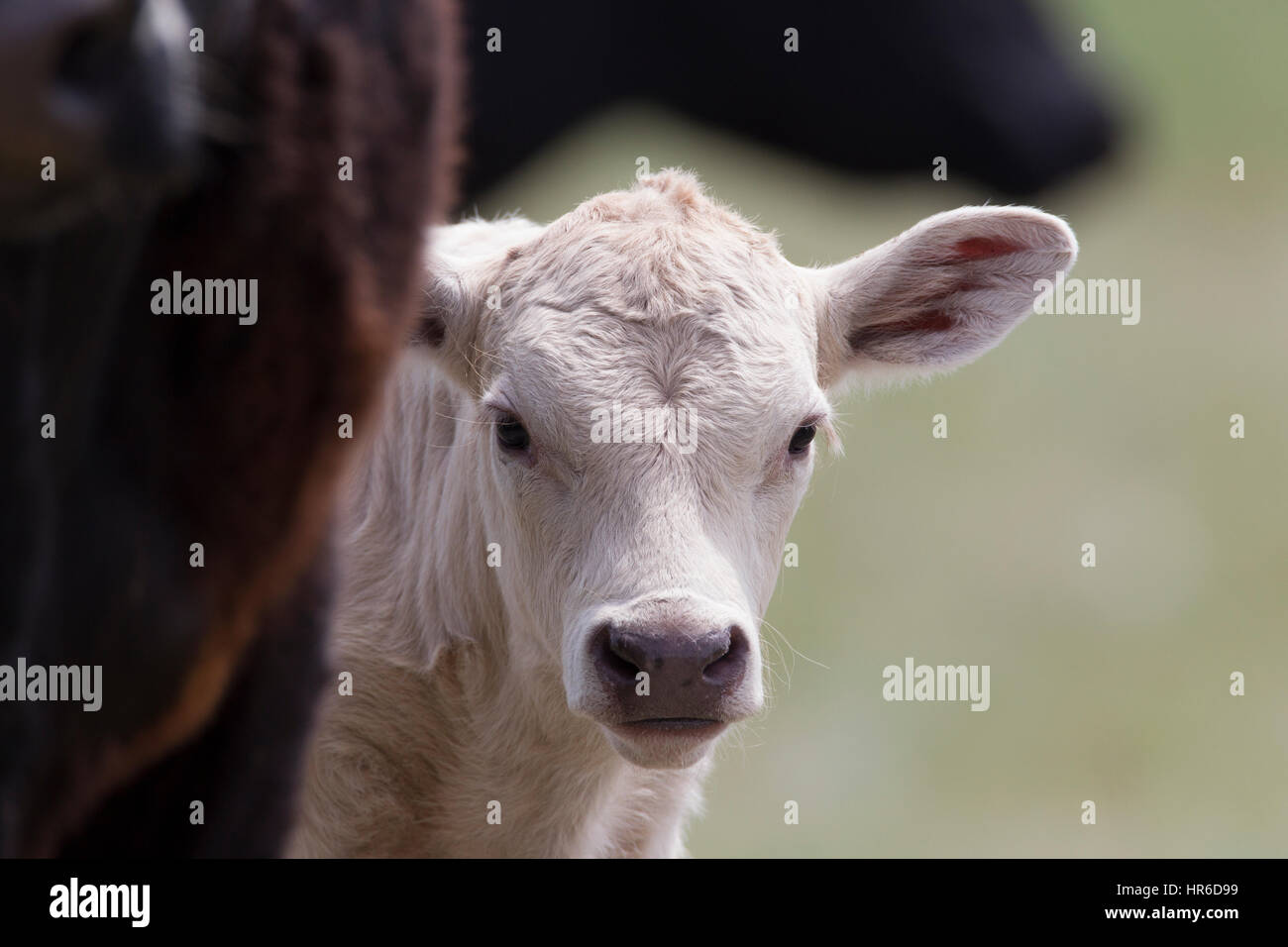 A young Charolais calf stands close to its Angus mother. Charolais are ...