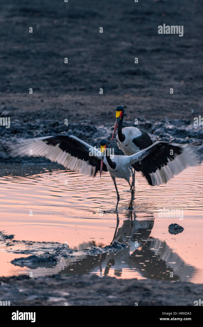 A pair of Saddle Billed storks hunt in a pool of water Stock Photo - Alamy