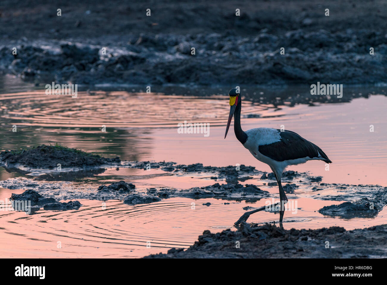 A pair of Saddle Billed storks hunt in a pool of water Stock Photo - Alamy
