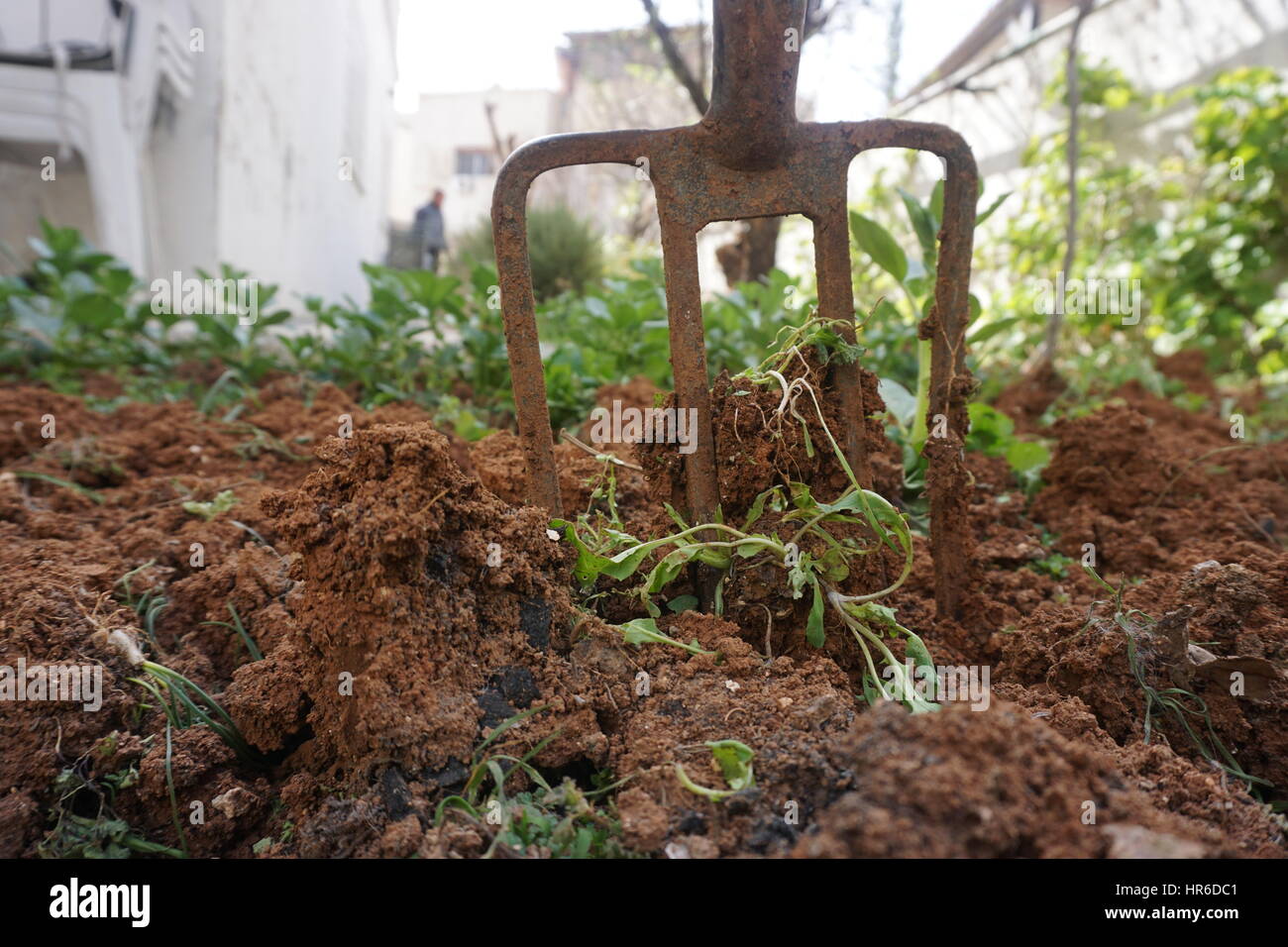Spring season, garden blossoming with new sprouts Stock Photo - Alamy