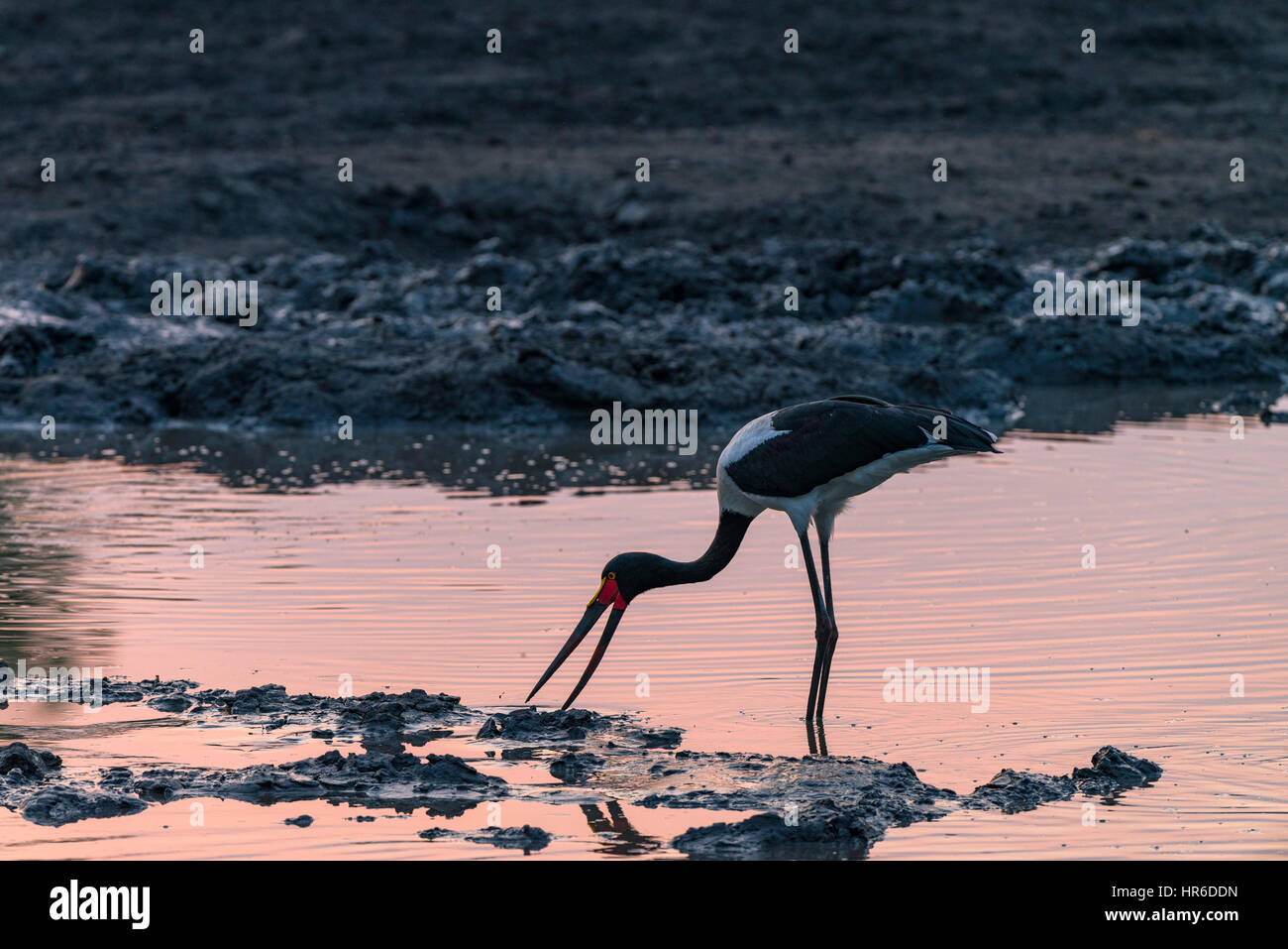 A pair of Saddle Billed storks hunt in a pool of water Stock Photo - Alamy
