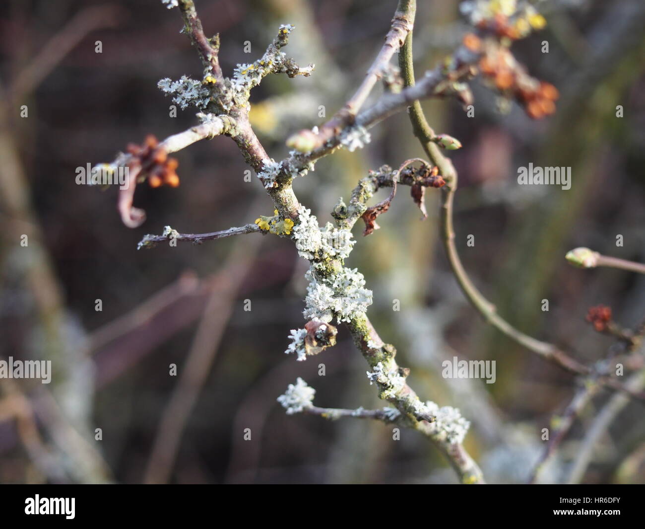 Dry branch hi-res stock photography and images - Alamy
