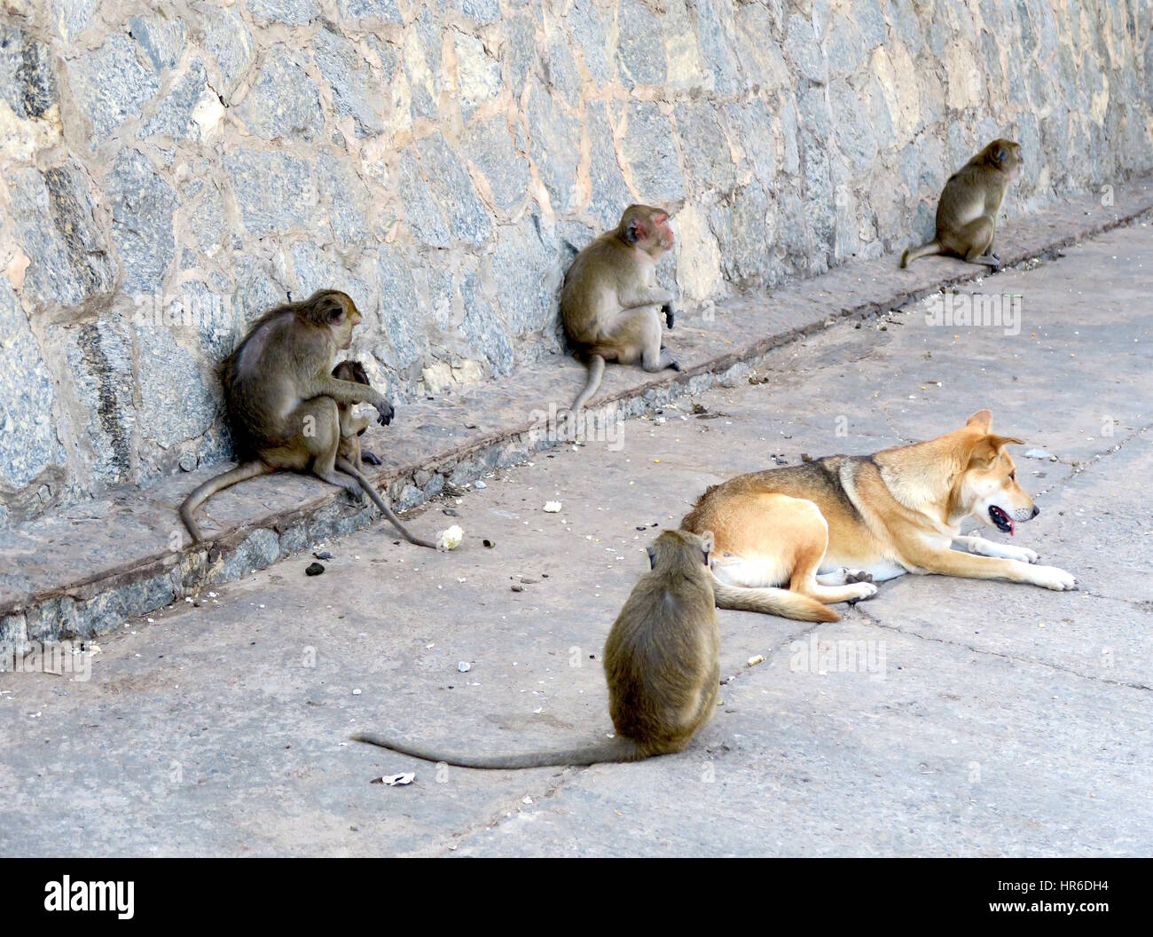 Dog Eats Monkey Hungry Monkey And Dog Eat One Box Biscuits In Lockdown