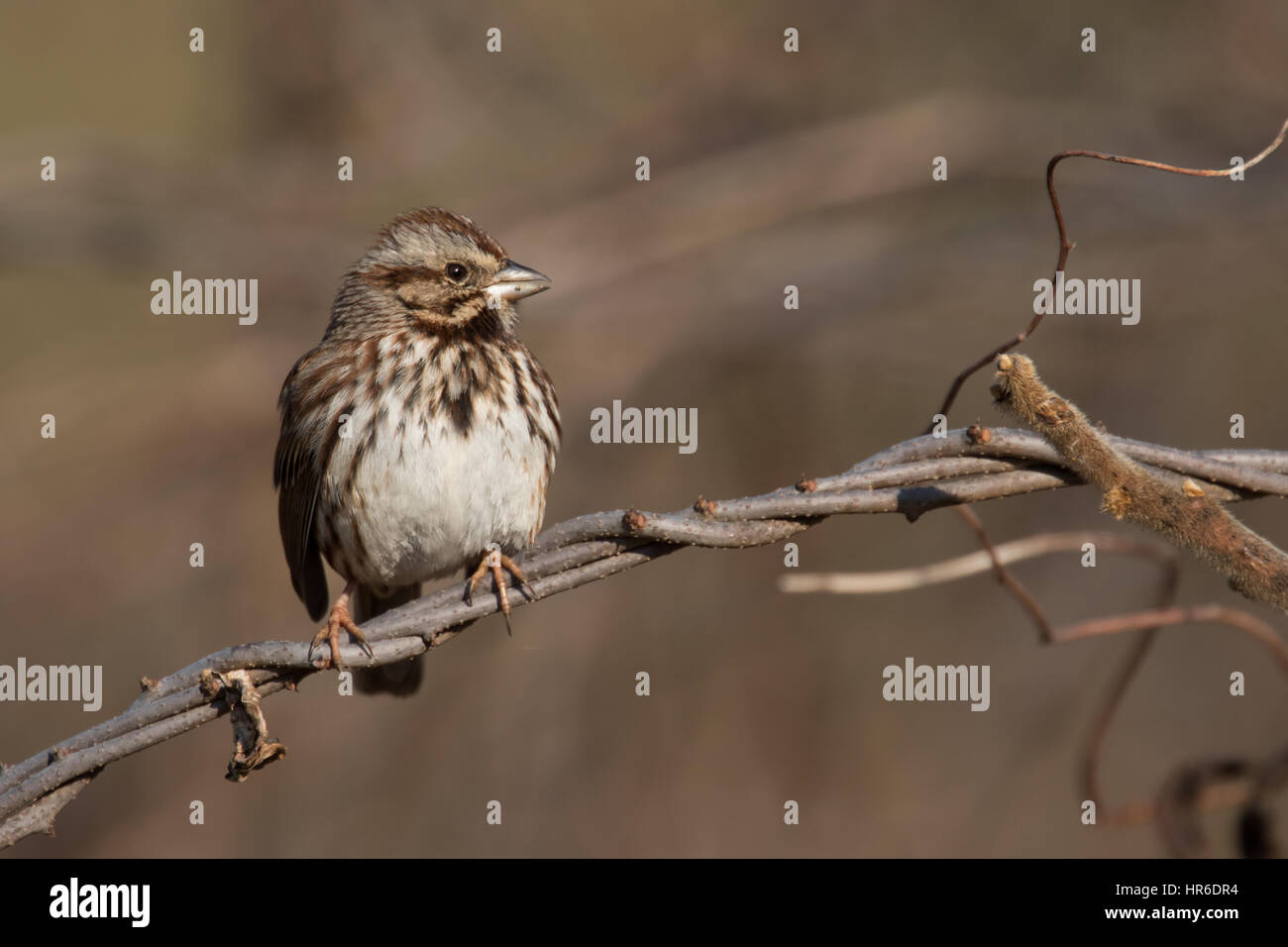 Sparrow songbird hi-res stock photography and images - Alamy