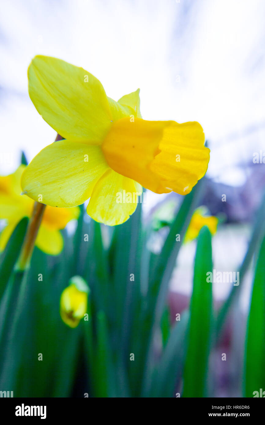 Close view of daffodil bloom hi-res stock photography and images - Alamy