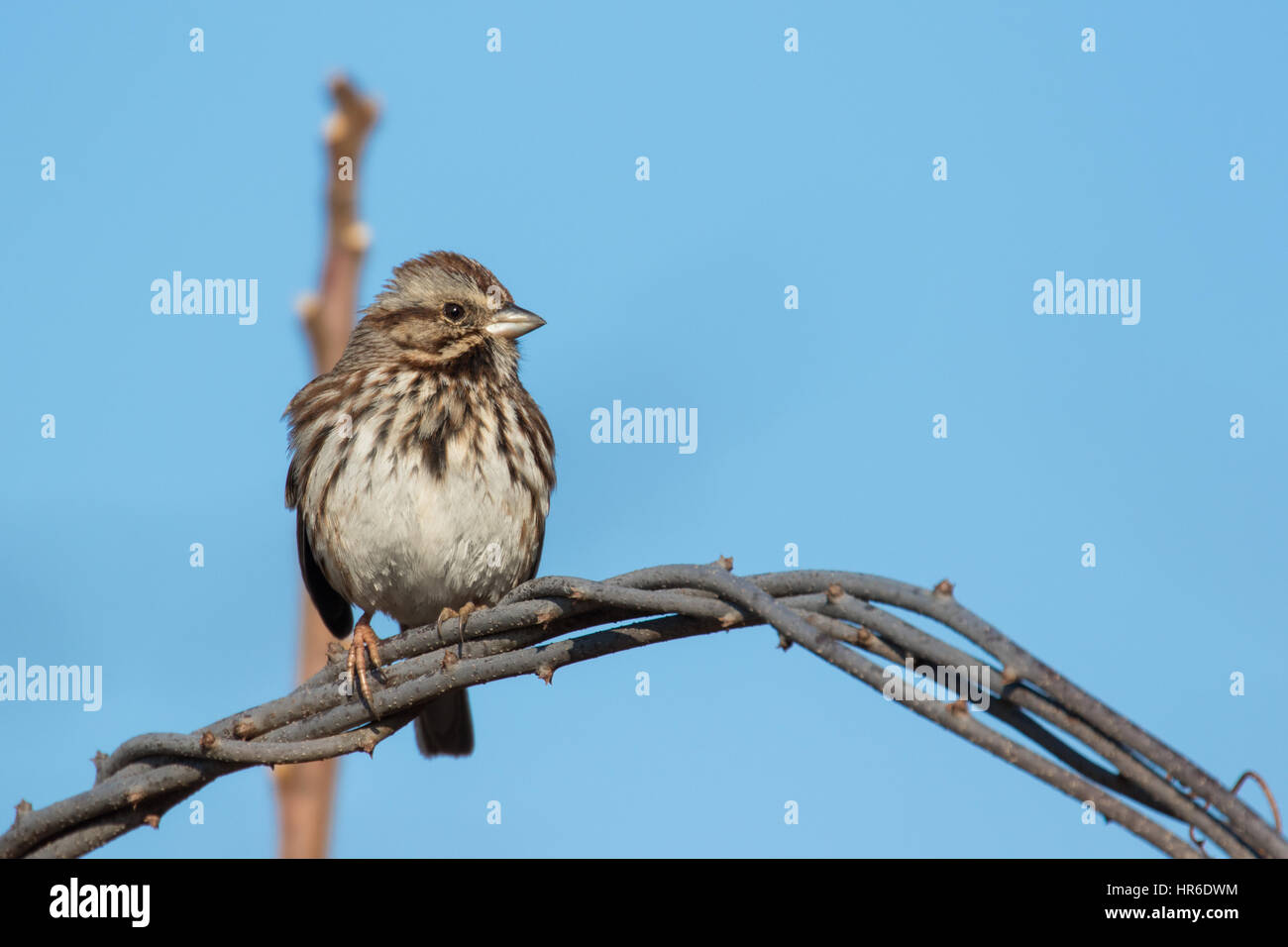 Sparrow songbird hi-res stock photography and images - Alamy