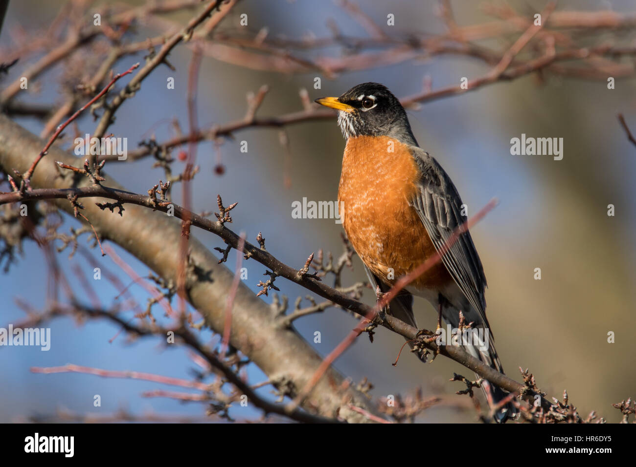 American robin hi-res stock photography and images - Alamy