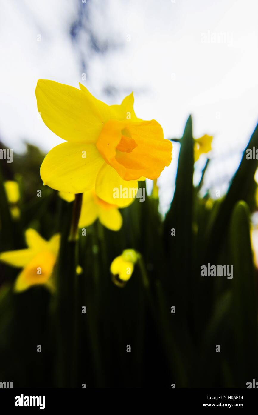 Close view of daffodil bloom hi-res stock photography and images - Alamy
