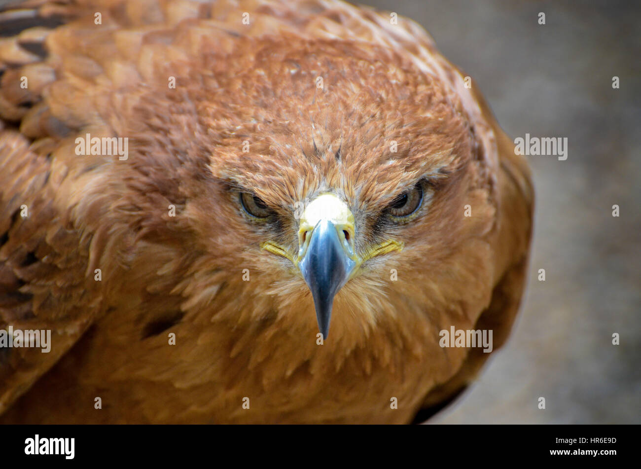 harris hawk looking angry Stock Photo - Alamy