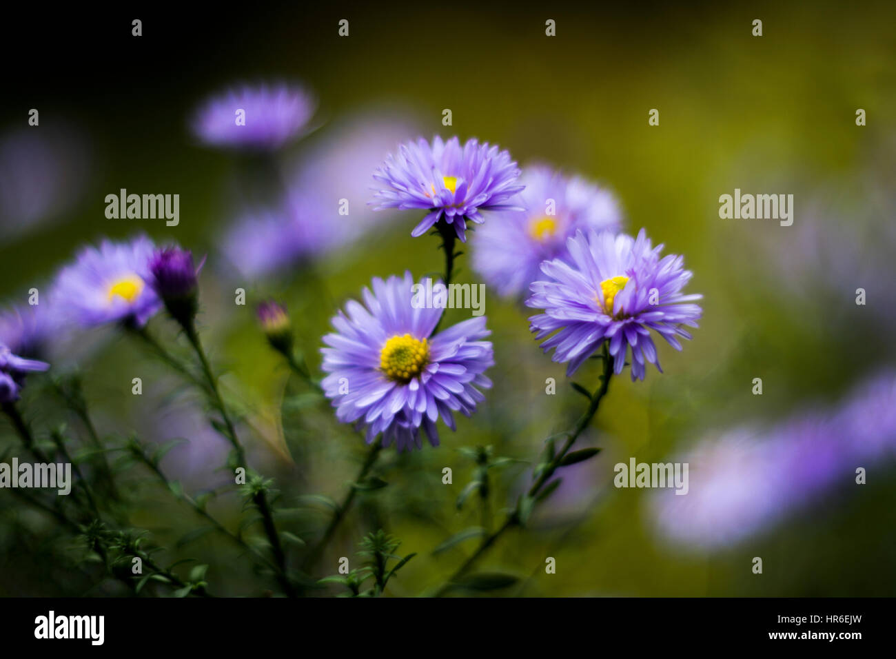 Blue Aster Alpinus Stock Photo - Alamy