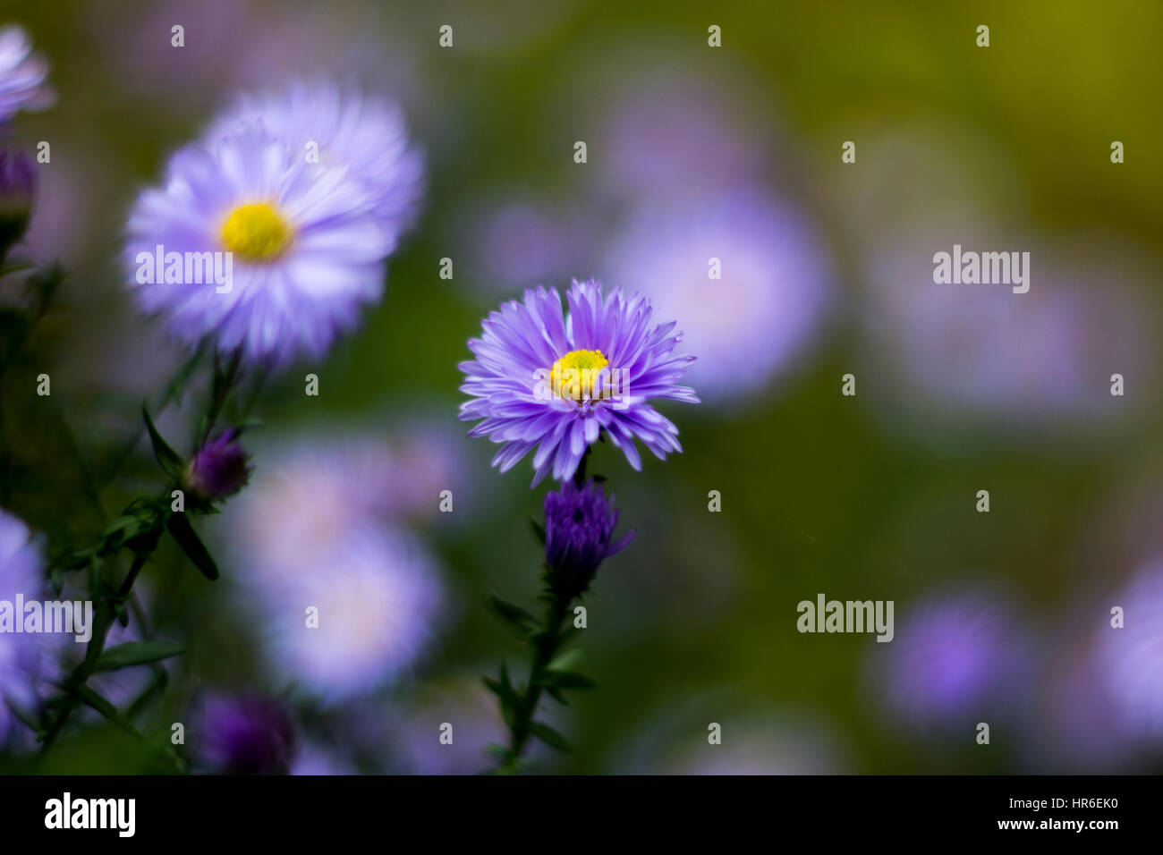 Blue Aster Alpinus Stock Photo - Alamy