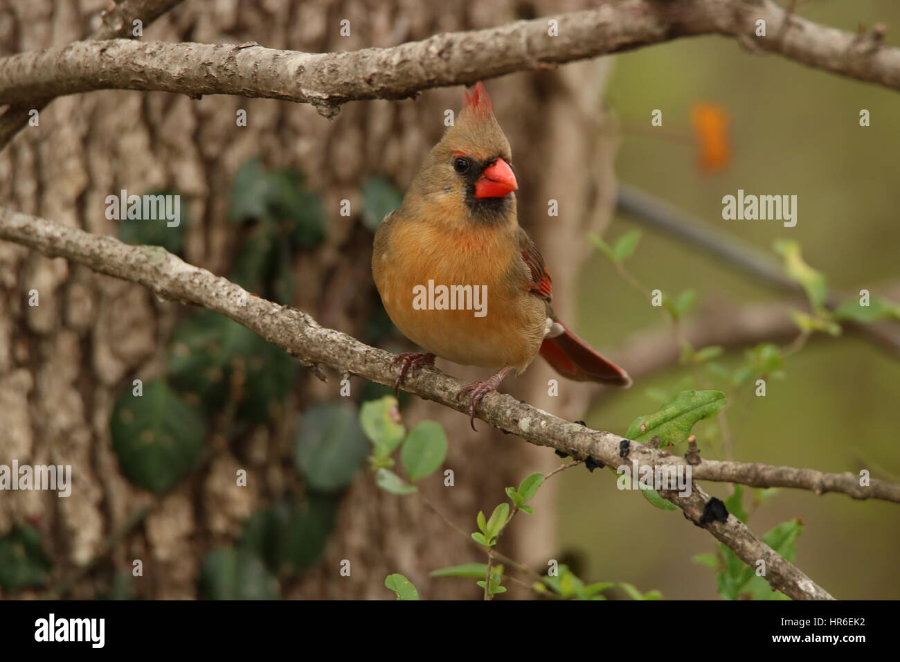 Female cardinal bird hi-res stock photography and images - Alamy