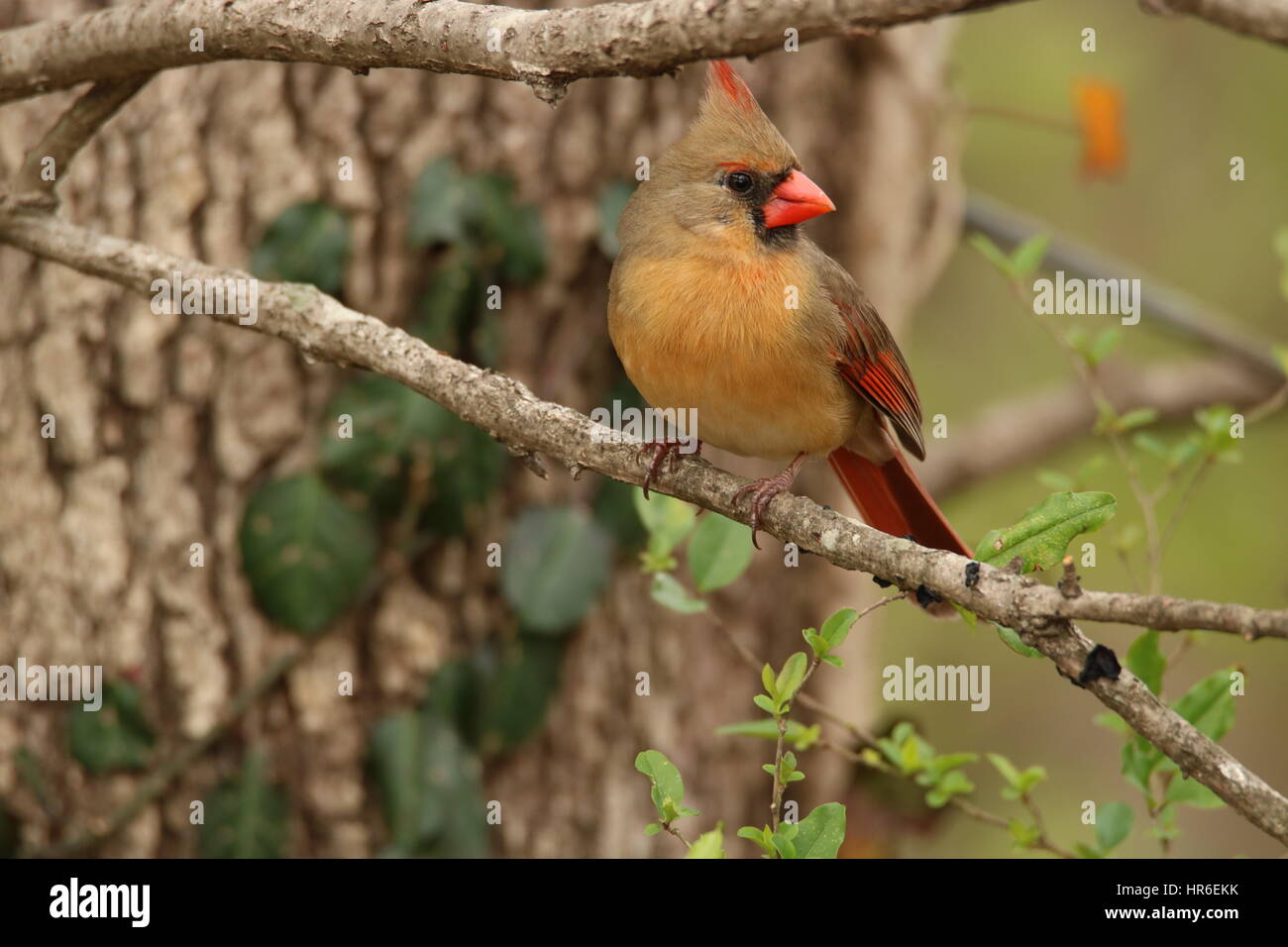 Cardinal mates hi-res stock photography and images - Alamy