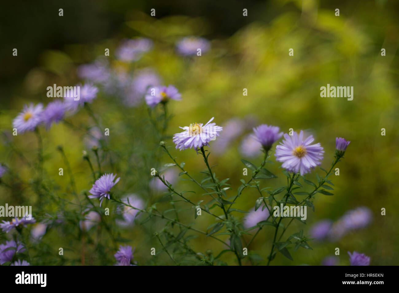 Blue Aster Alpinus Stock Photo - Alamy