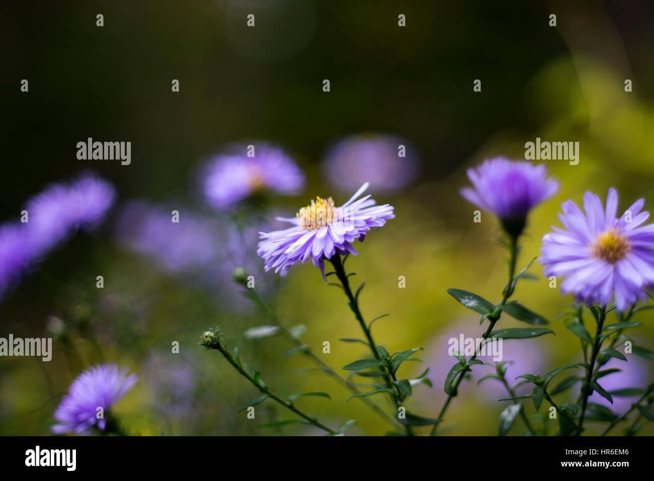 Blue Aster Alpinus Stock Photo - Alamy