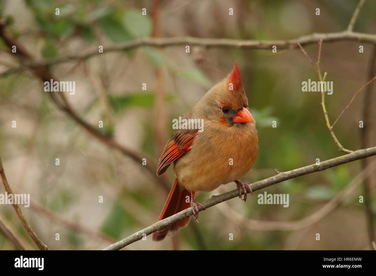 Cardinal crest hi-res stock photography and images - Alamy