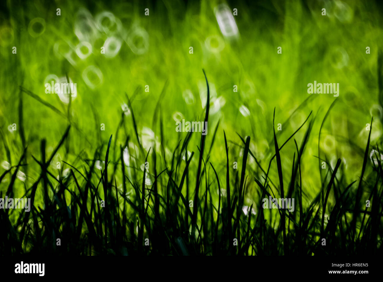 Beautiful green grass Stock Photo - Alamy