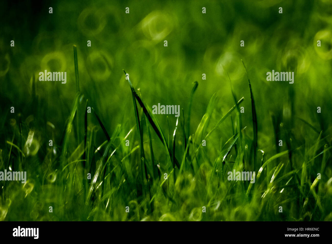 Beautiful green grass Stock Photo - Alamy
