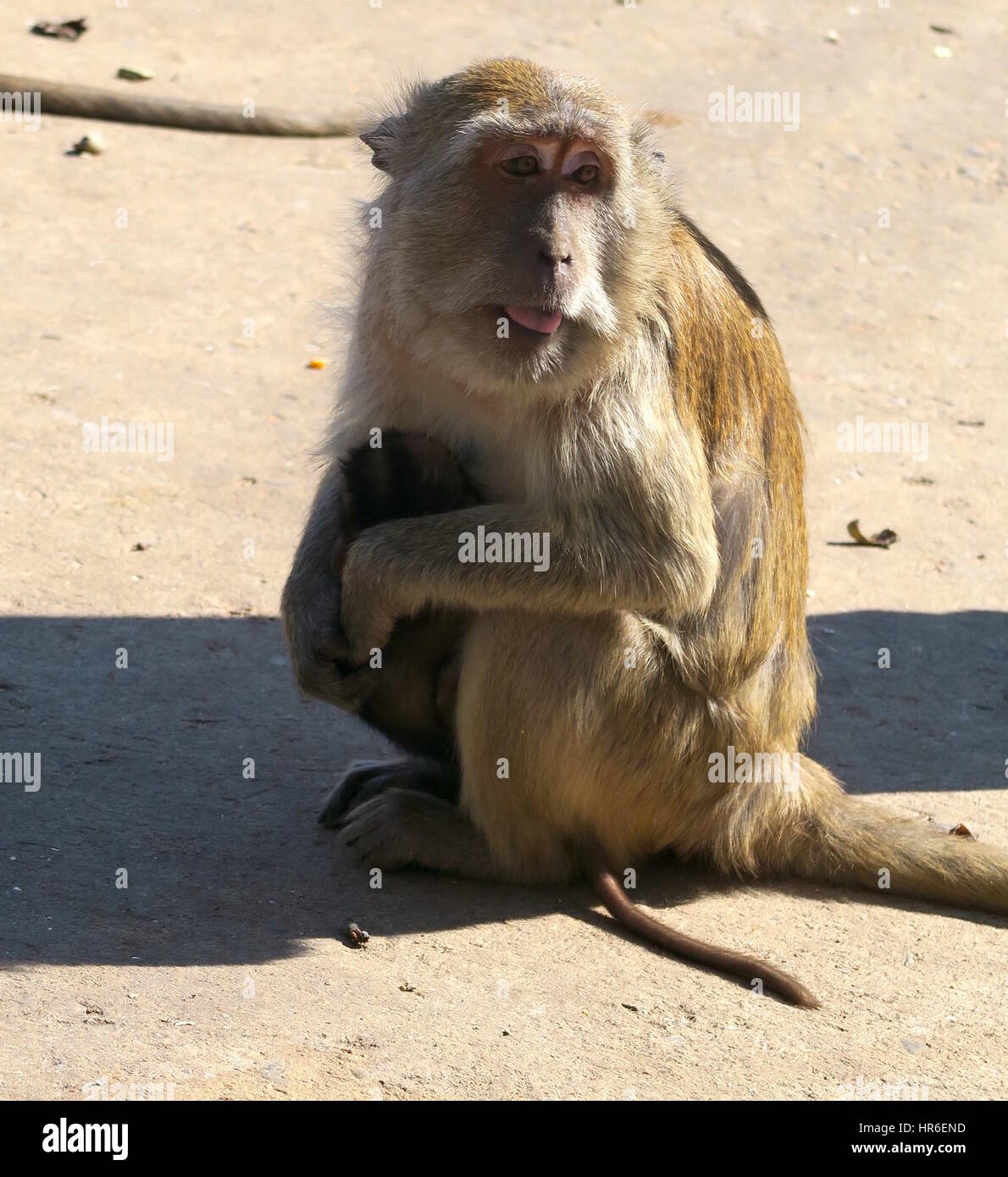 Funny wild monkey hi-res stock photography and images - Alamy