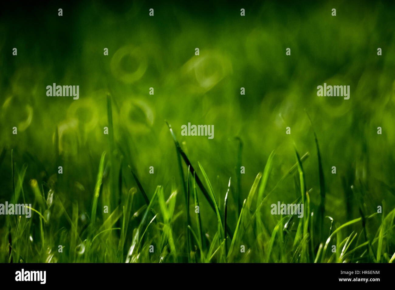 Beautiful green grass Stock Photo - Alamy