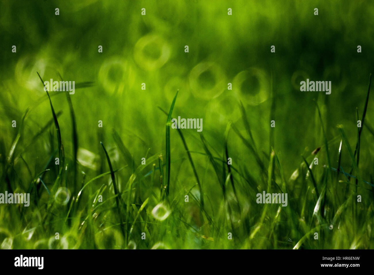 Beautiful green grass Stock Photo - Alamy