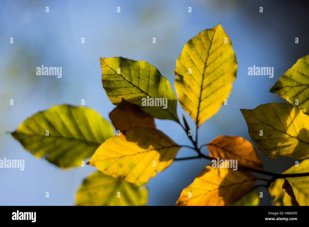 Beech color image hi-res stock photography and images - Alamy