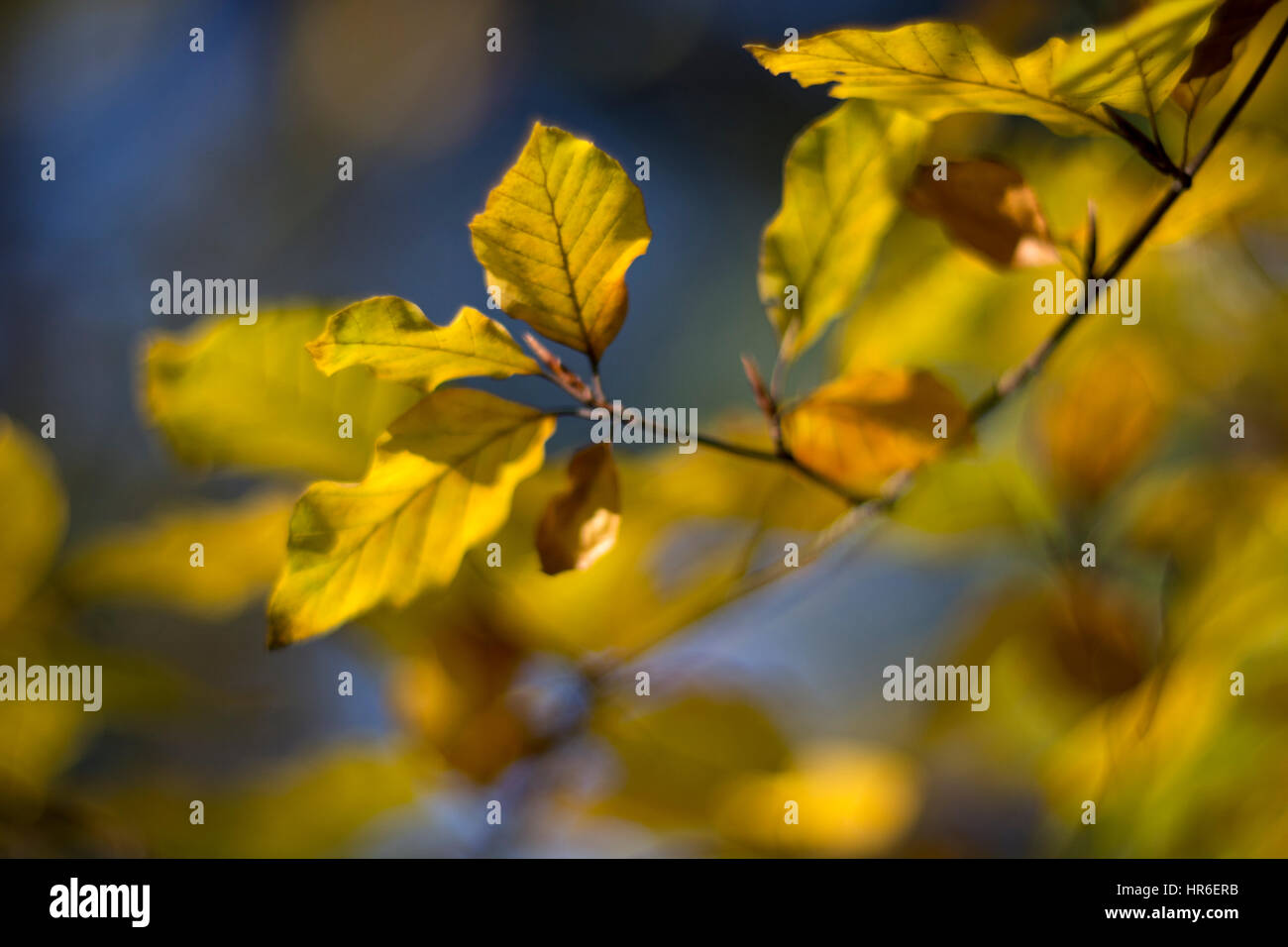 Beech color image hi-res stock photography and images - Alamy