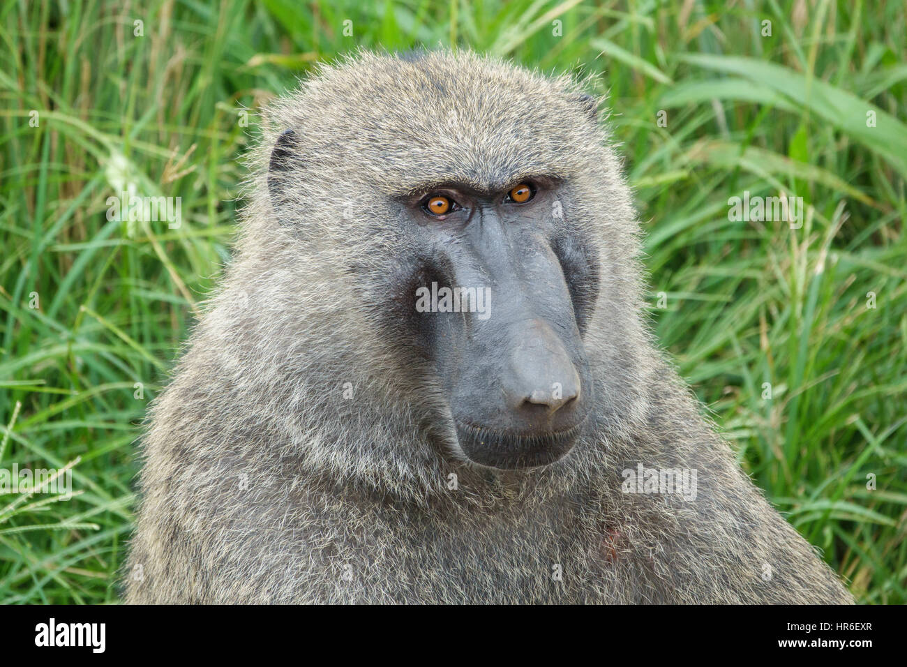 Baboon Face