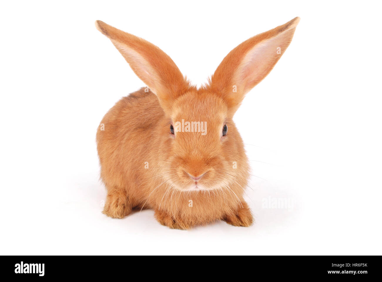 Little orange rabbit isolated on white background Stock Photo - Alamy