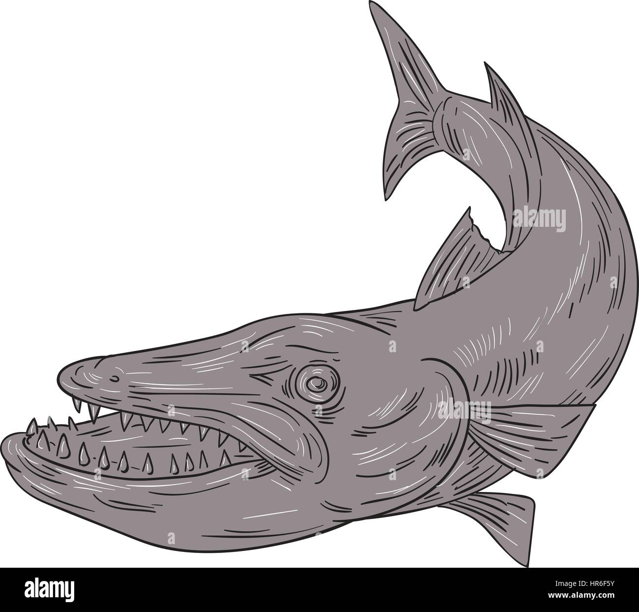 Great Barracuda Drawing