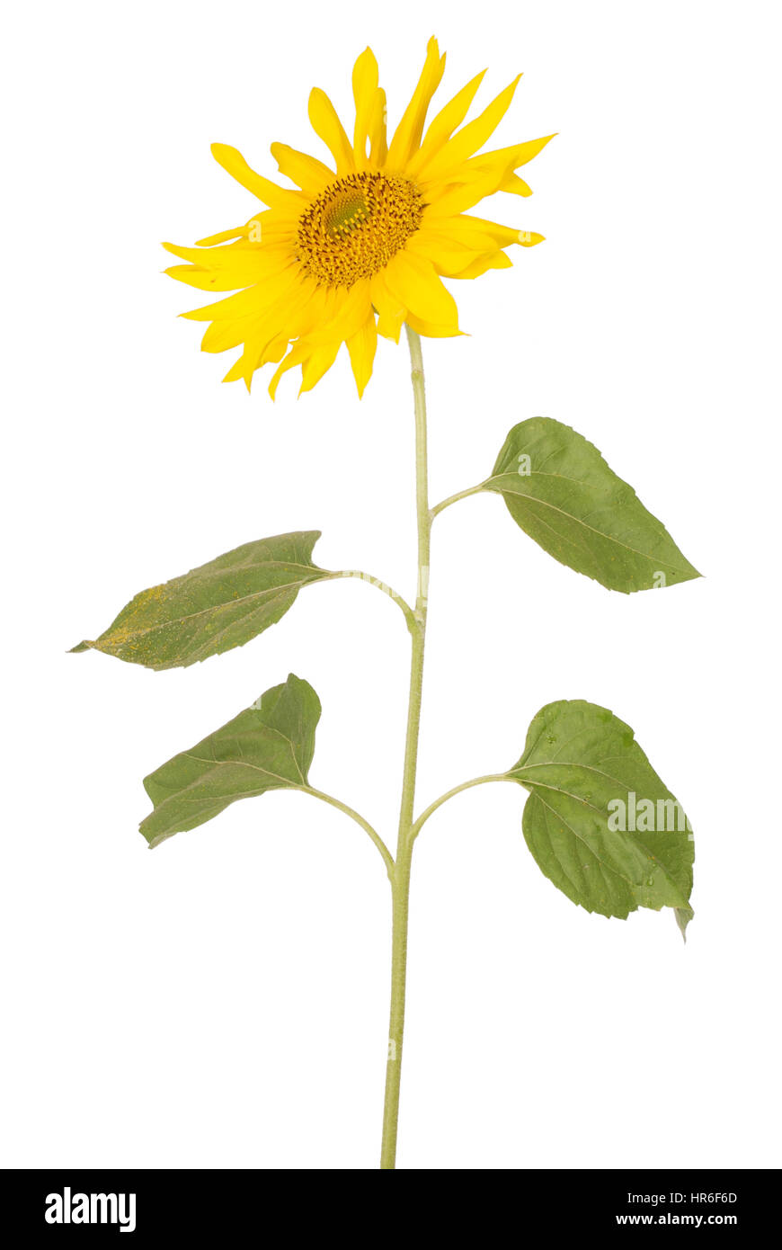 Beautiful yellow sunflower turned to the left isolated on white Stock ...
