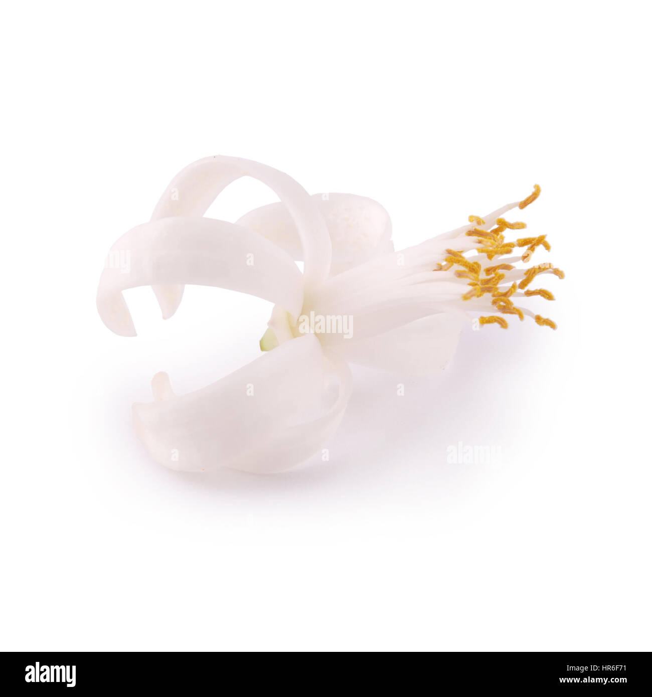 Lemon flower isolated on white background Stock Photo - Alamy