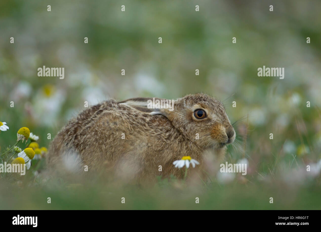 Lepus europaeus baby hi-res stock photography and images - Alamy