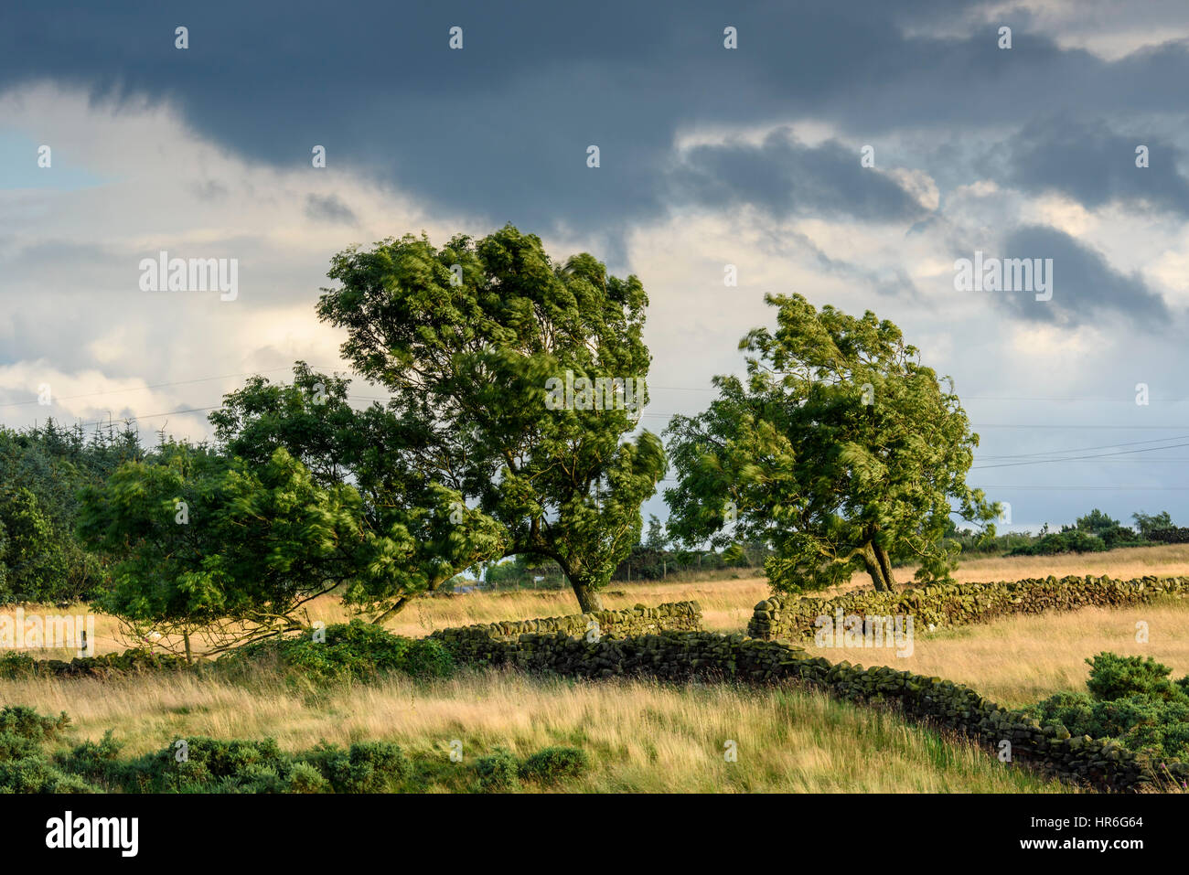 Windy trees bending hi-res stock photography and images - Alamy