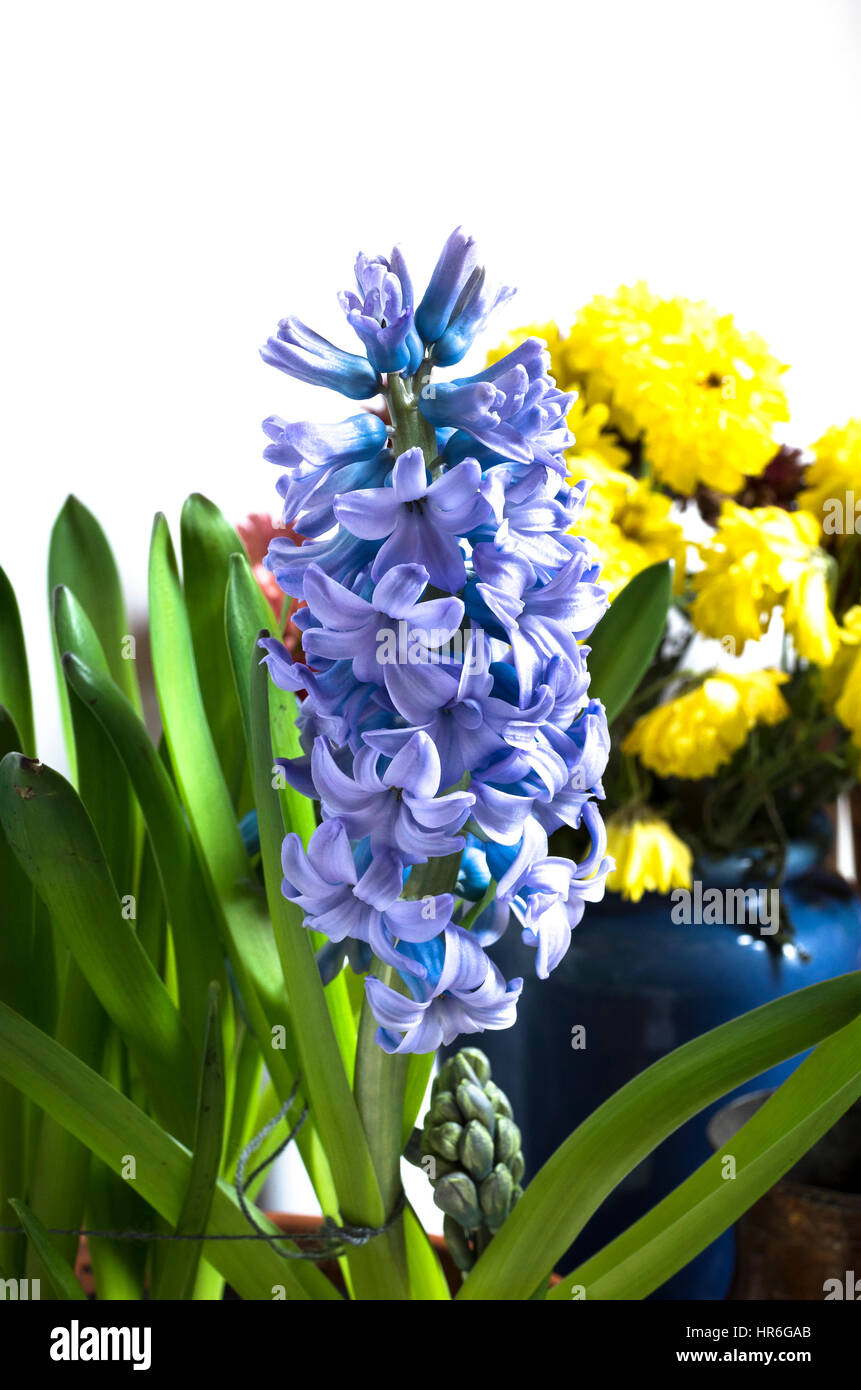 A new variety of hyacinth called Skyline grown in the UK in 2017 Stock ...