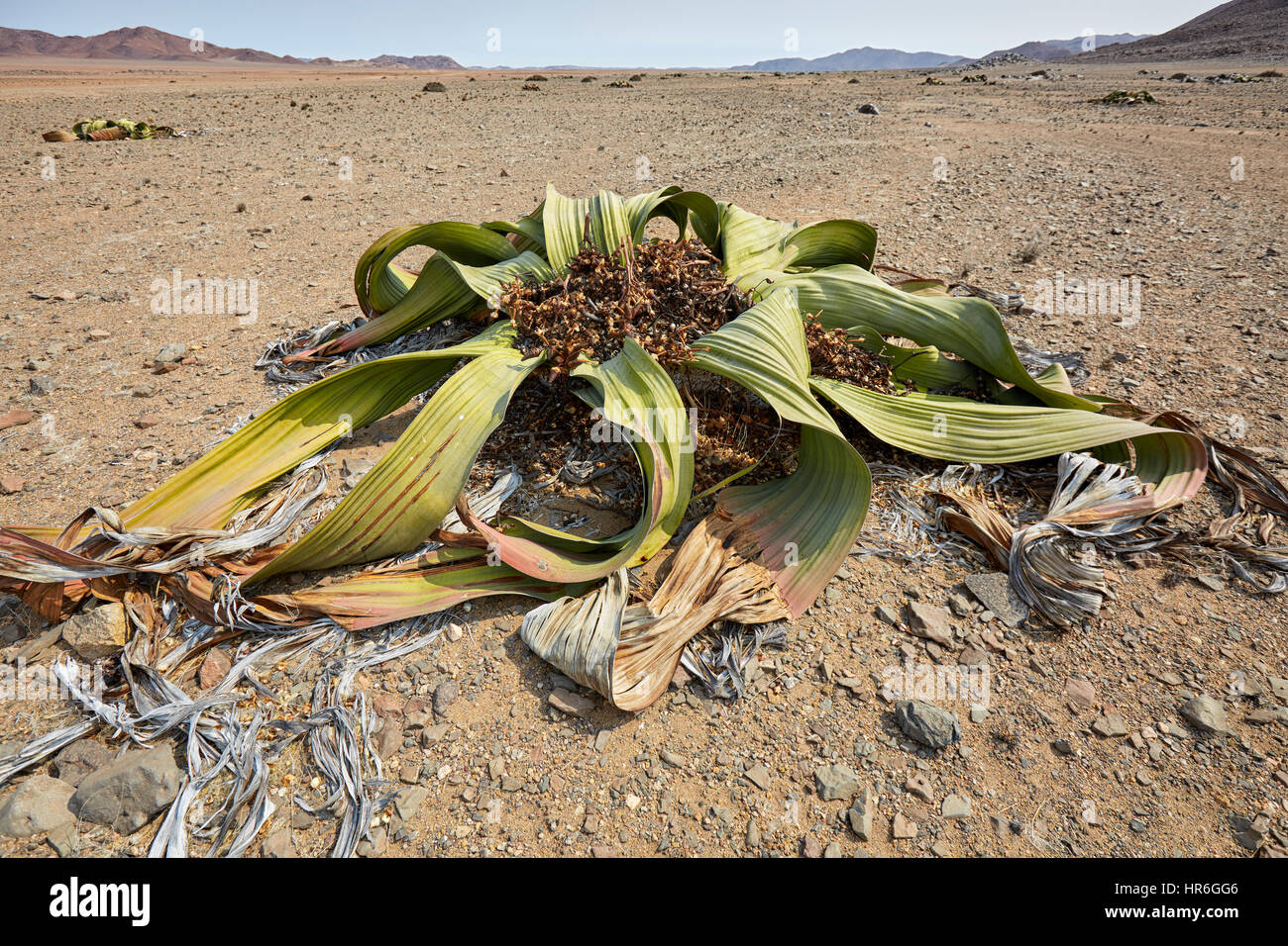 Welwitschia Mirabilis, Messum Crater, Damaraland, Namibia, Africa Stock ...
