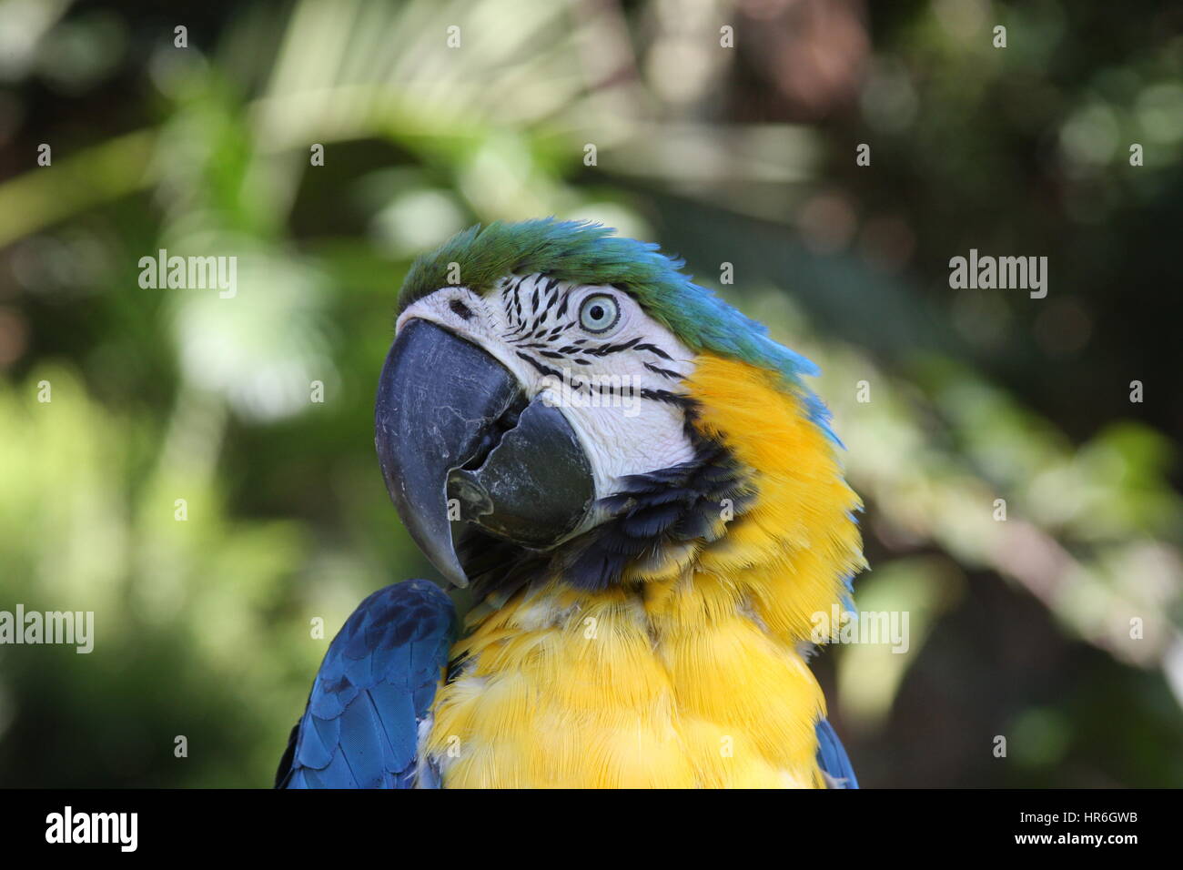 Mexican parrot hi-res stock photography and images - Alamy