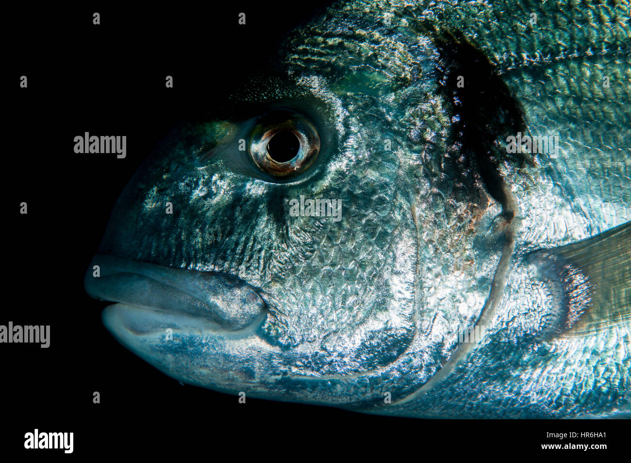 gilthead seabream (Sparus aurata), Sant Feliu de Guíxols, Costa Brava ...