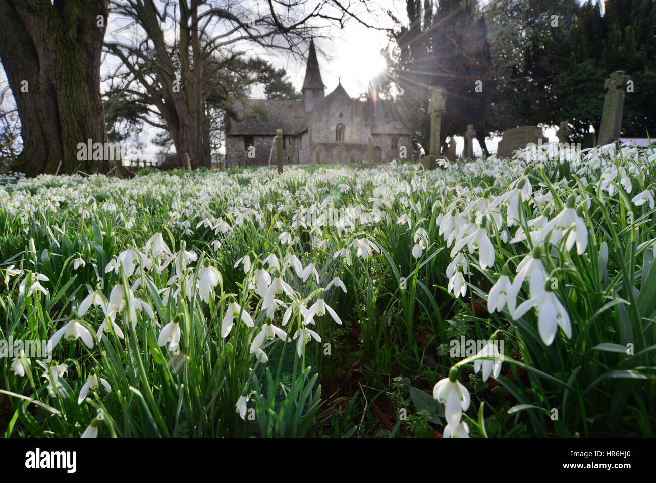 Snowdrops north yorkshire hi-res stock photography and images - Alamy