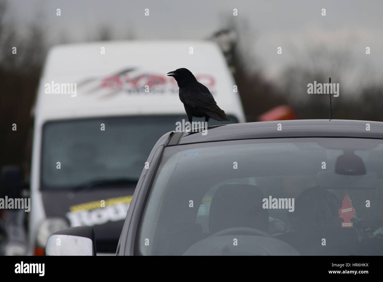 A crow standing on a car roof Stock Photo - Alamy