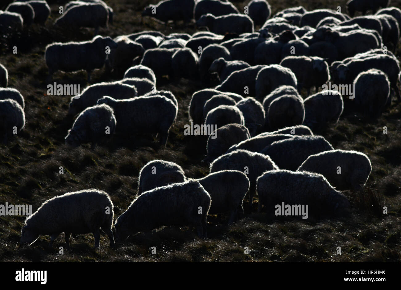 High bradfield hi-res stock photography and images - Alamy